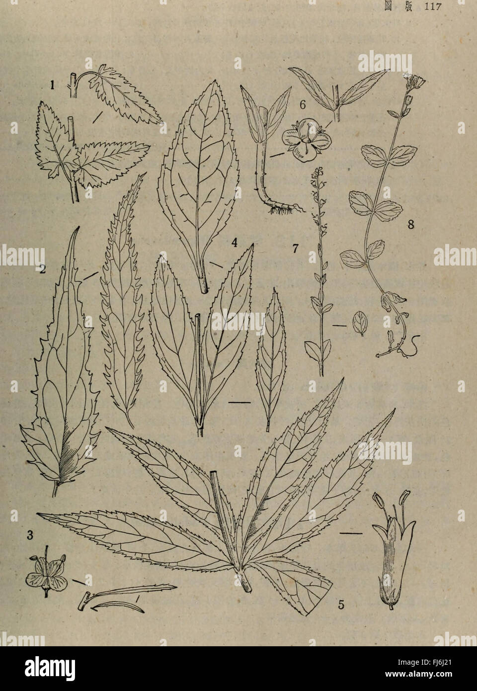 'Dong bei zhi wu jian suo biao' (1959), a botanical index of Northeast ...