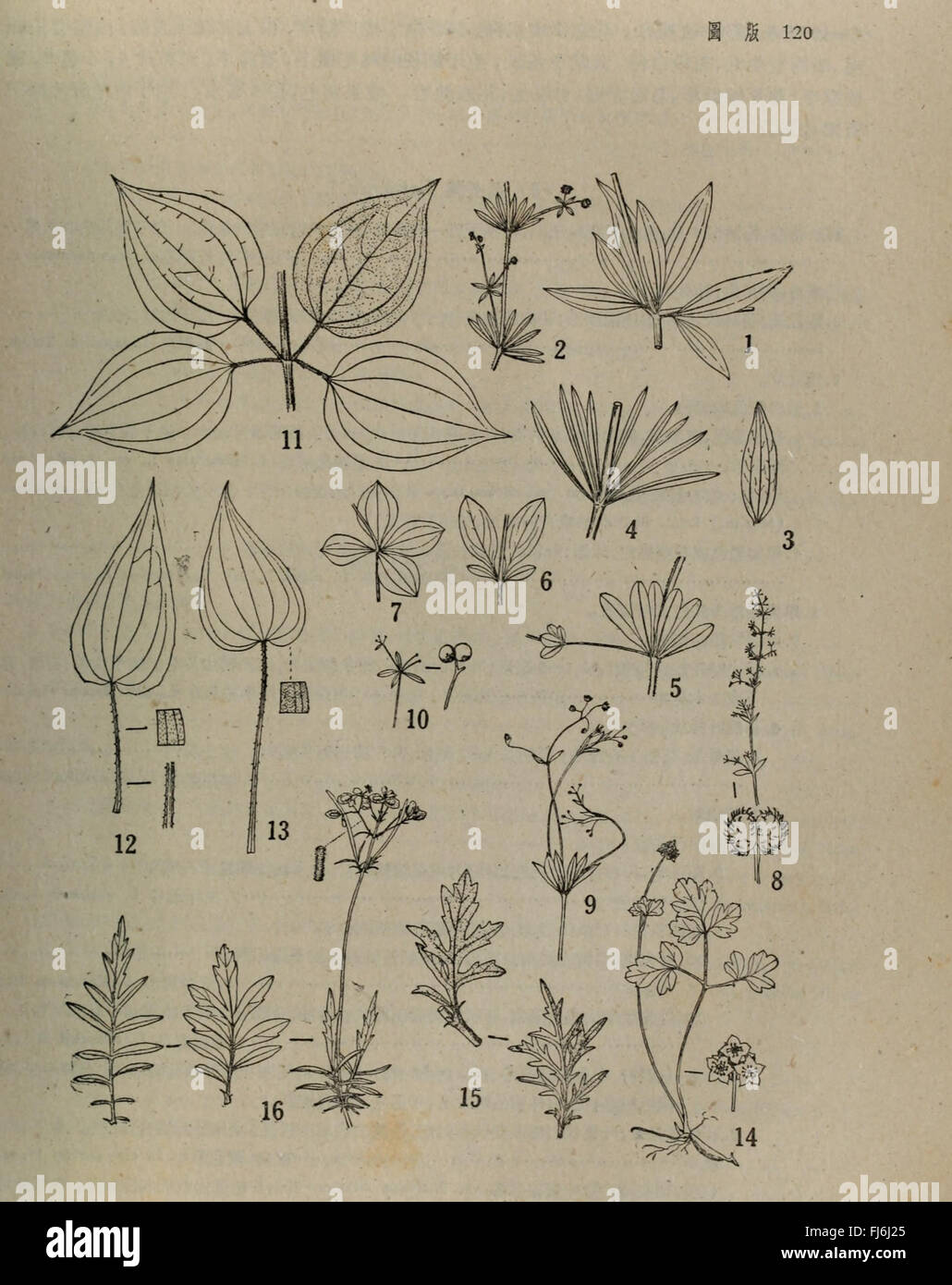 Botanical catalog from 1959 documenting plant species from Northeast ...