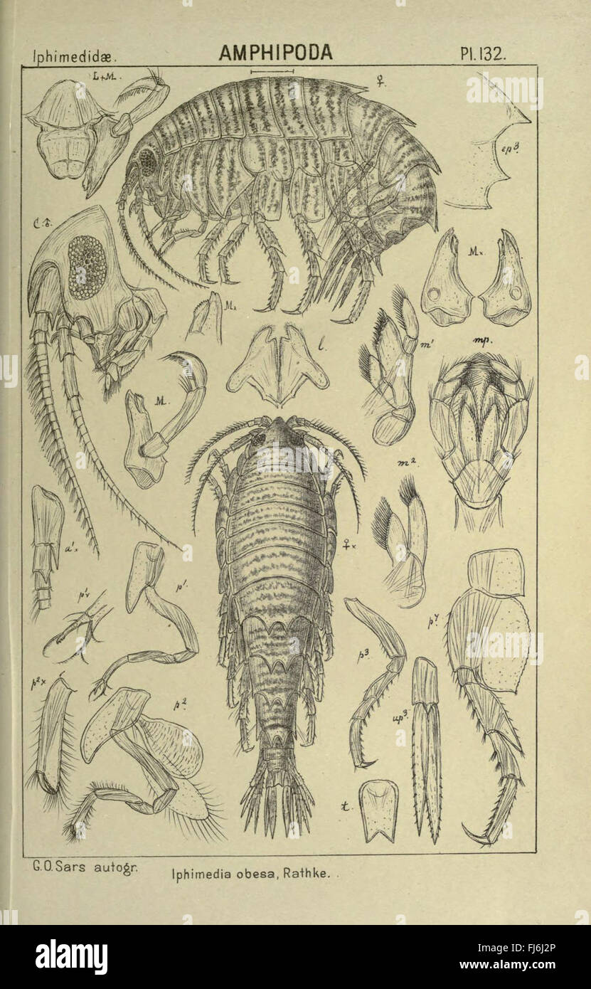 Detailed account of Norwegian crustacean species, highlighting their ...