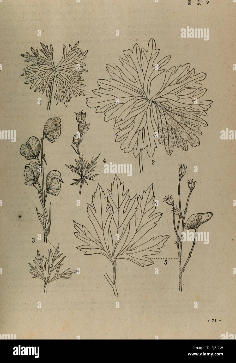 A 1959 botanical index of plant species from Northeast China, serving ...
