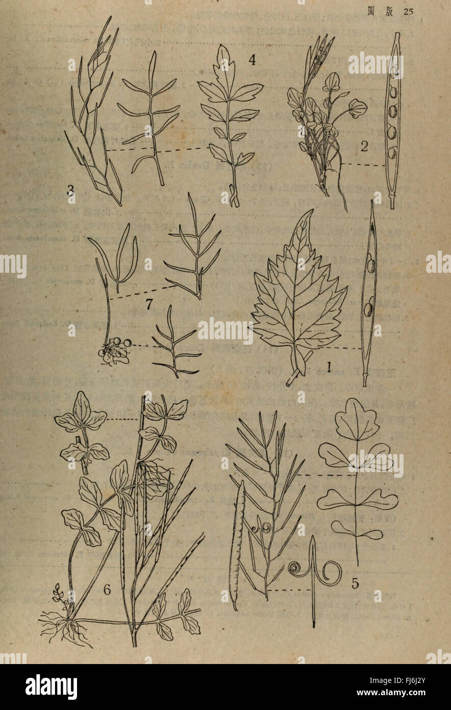 A botanical catalog from the northeastern region of China, featuring ...