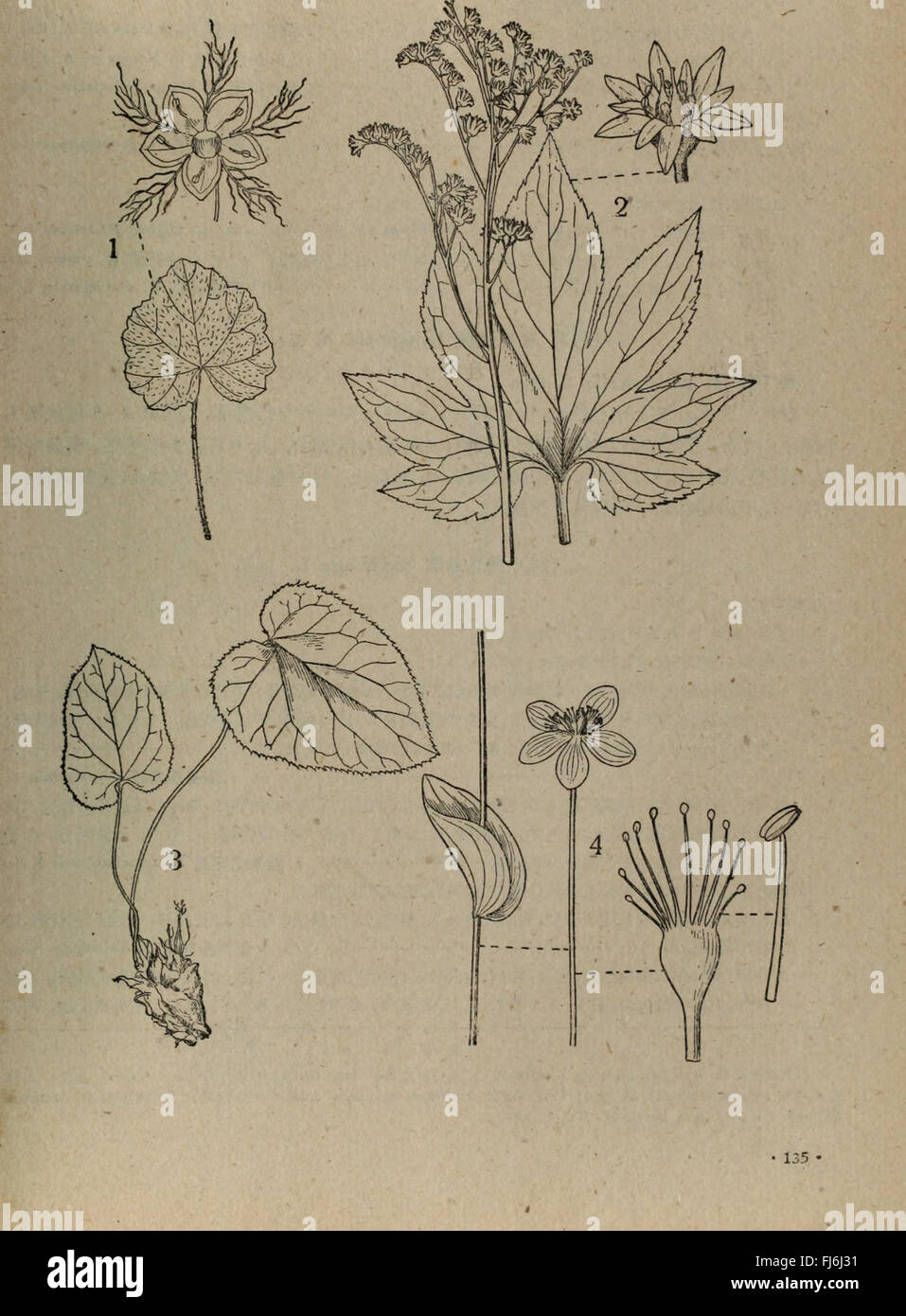 A botanical catalog from 1959 documenting plant species found in ...