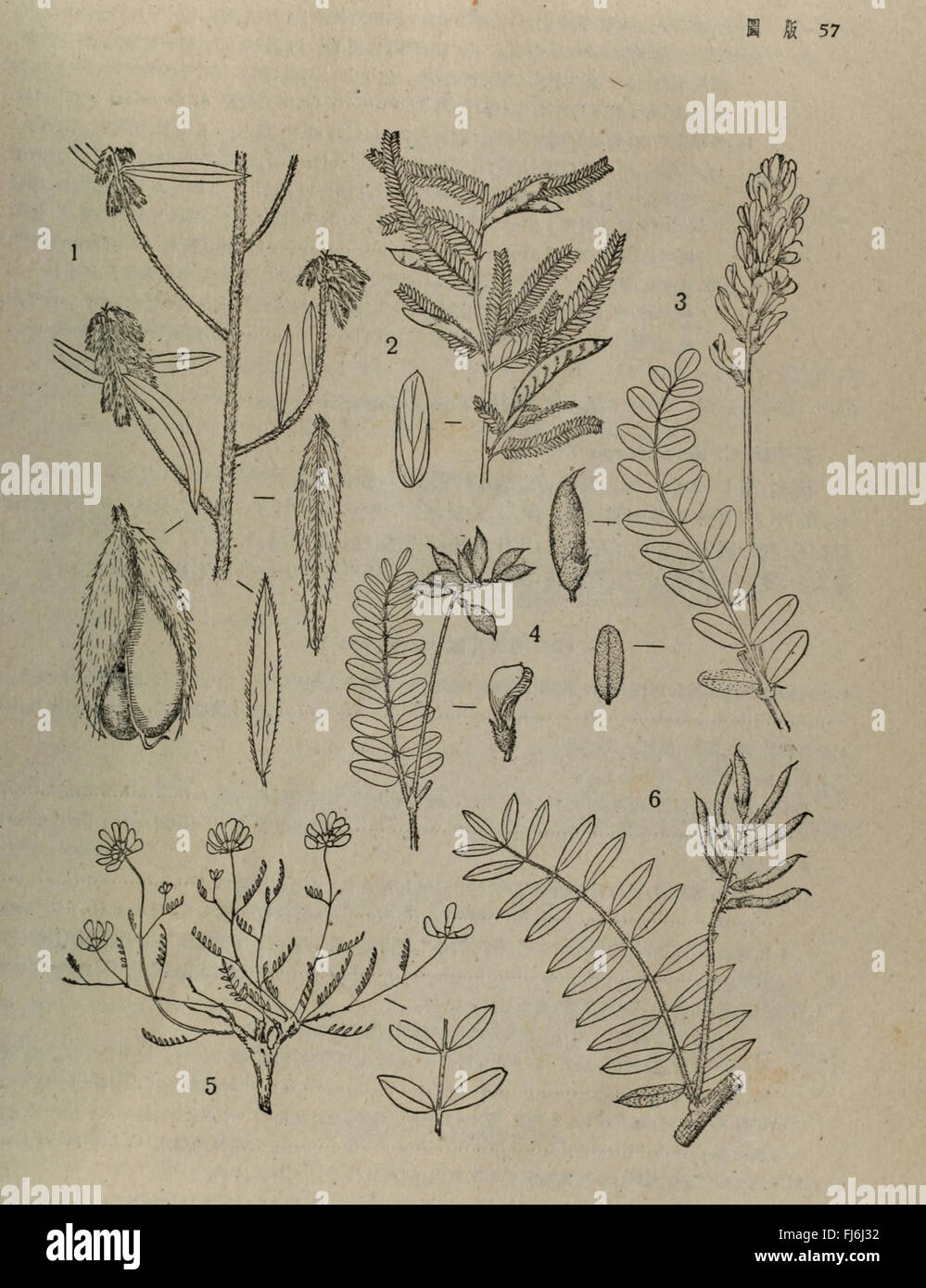 A botanical guide to the plant species of Northeast China, documenting ...
