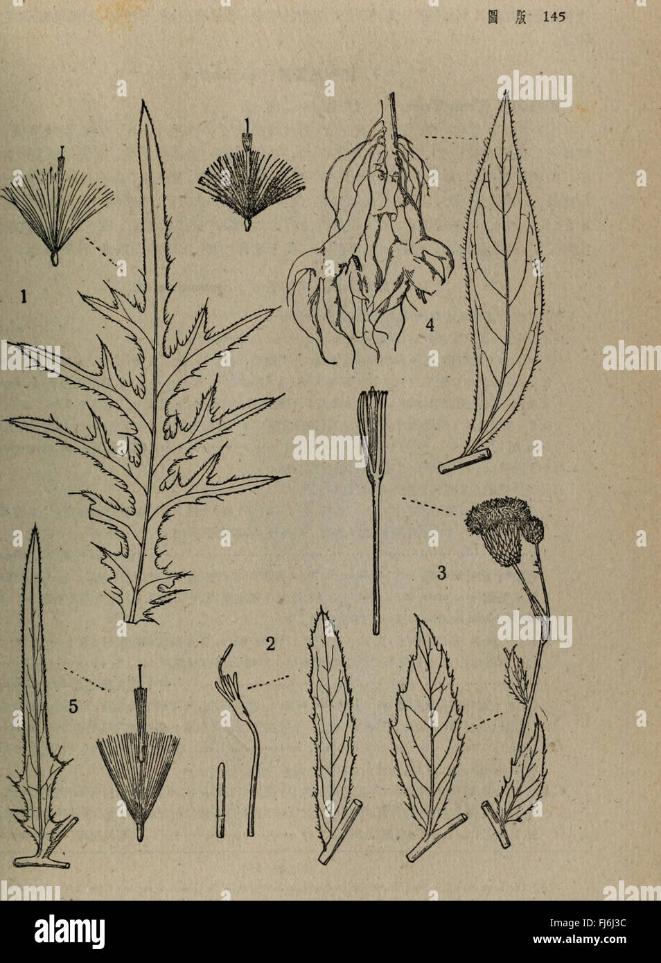 Dong bei zhi wu jian suo biao hi-res stock photography and images - Alamy