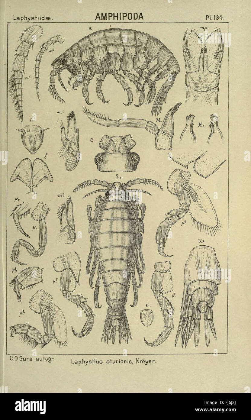 Diversity of crustacean species hi-res stock photography and images - Alamy