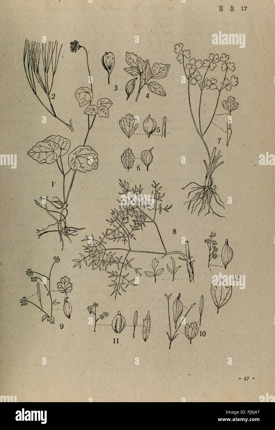 A 1959 botanical catalog detailing plant species in northeastern China ...