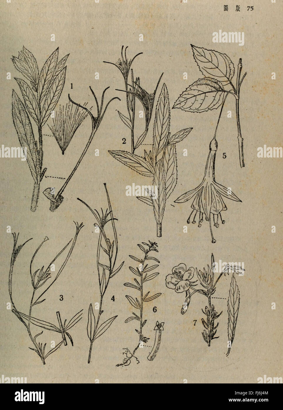 A 1959 Chinese botanical catalog listing plant species found in the ...