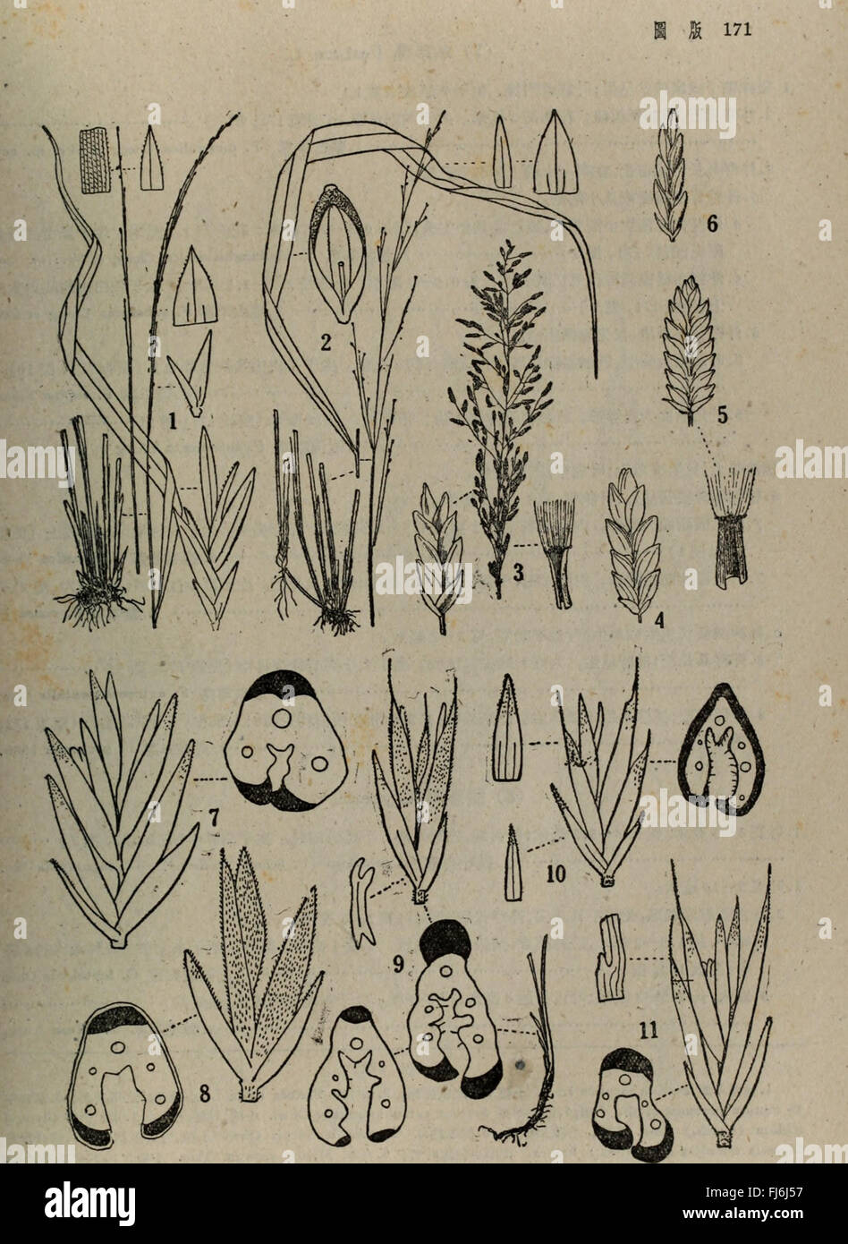 Dong bei zhi wu jian suo biao (1959) - A catalog and study of plants ...