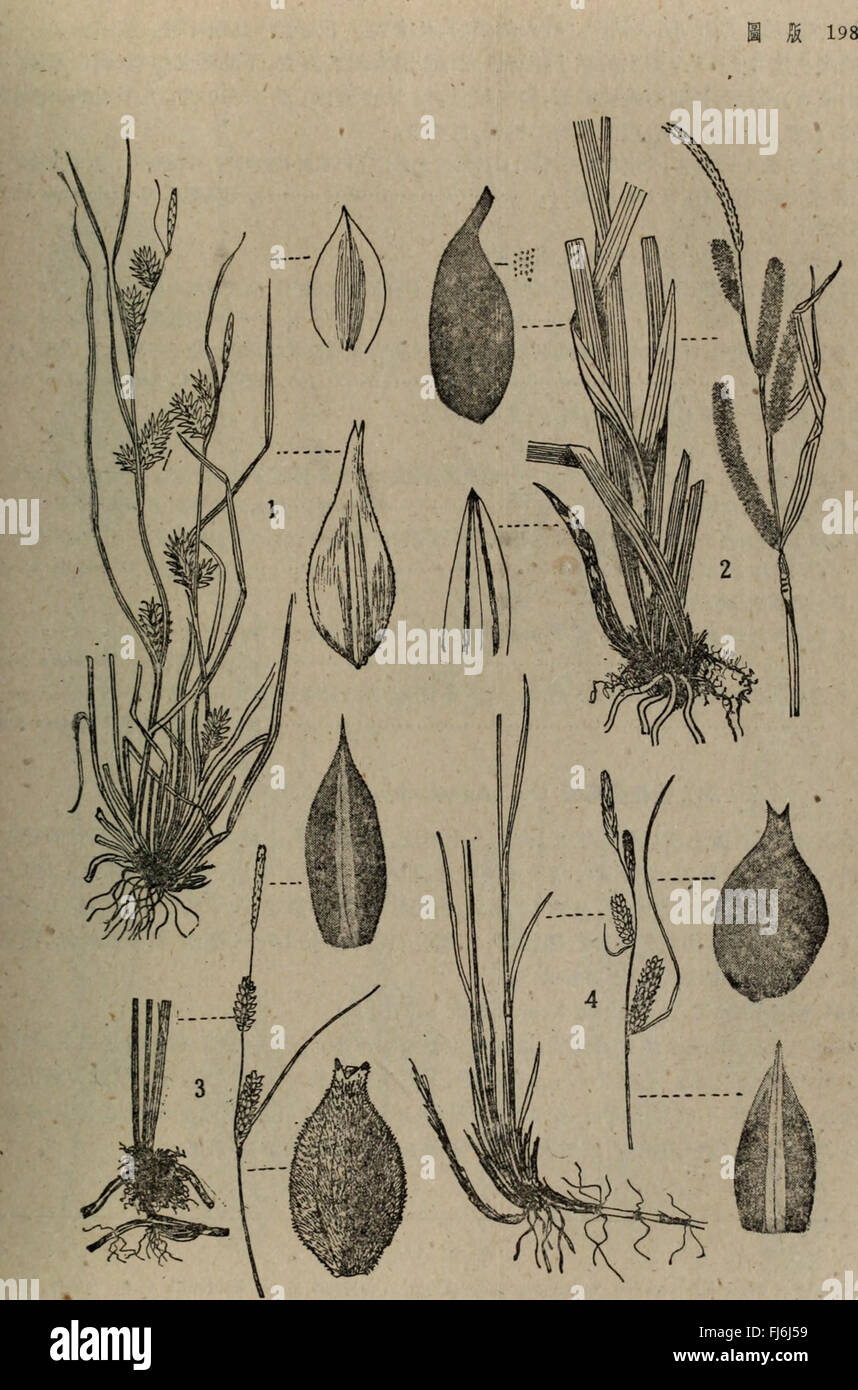 A botanical work from 1959 detailing the flora of Northeast China with ...