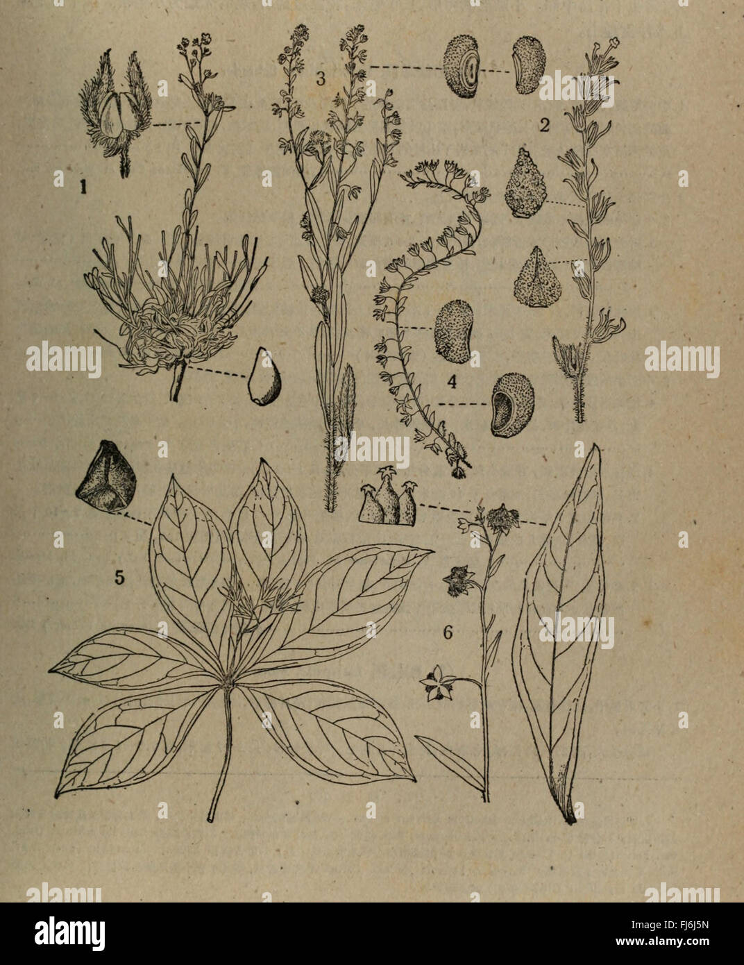 Catalog of plants hi-res stock photography and images - Alamy
