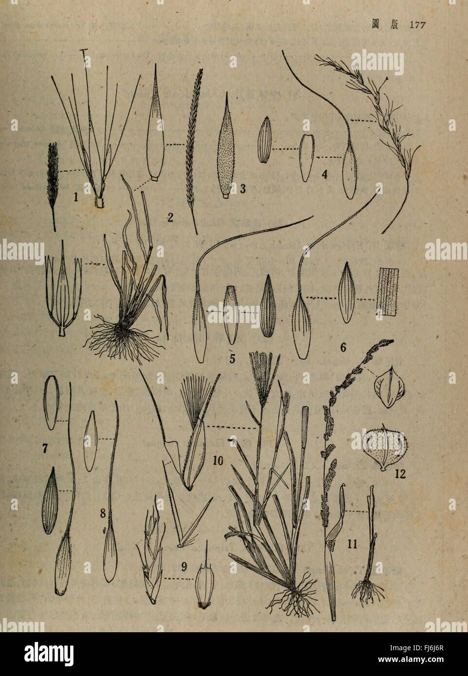 Dong bei zhi wu jian suo biao (1959), Botanical illustrations, China ...