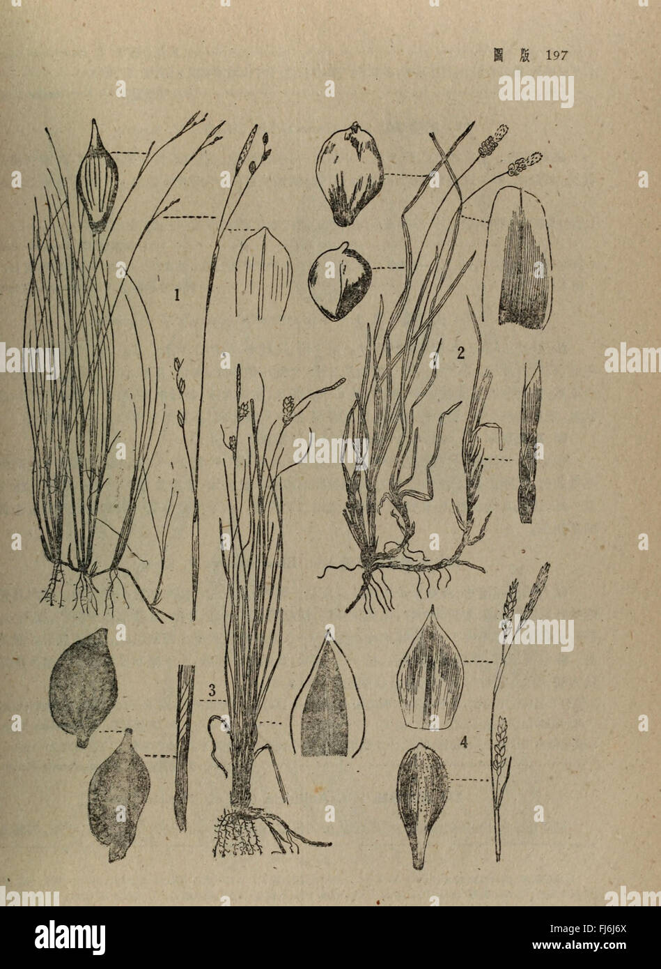A botanical catalog from 1959 detailing the plant species of Northeast ...
