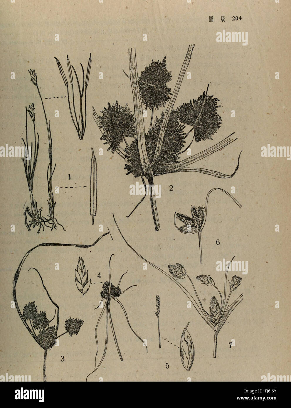 Dong bei zhi wu jian suo biao (1959), Plants, Chinese Flora, Botany ...