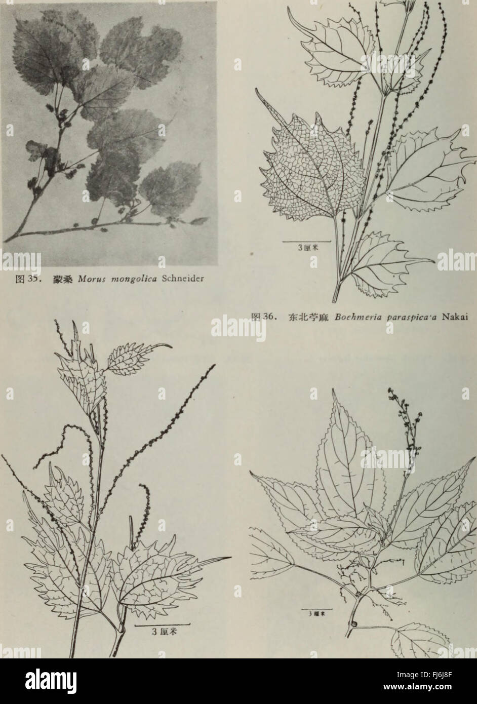 A botanical work from 1958 focusing on the flora of northeastern China ...