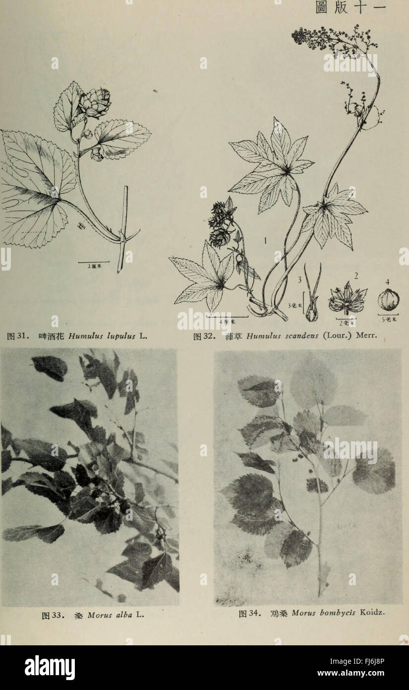 A Chinese botanical work from 1958 documenting the flora of Northeast ...
