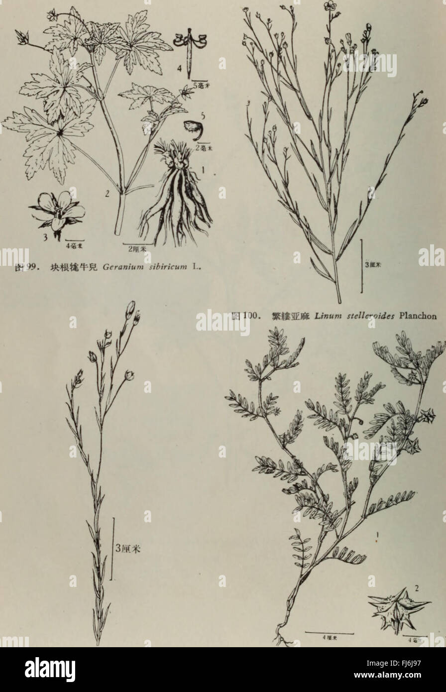A guide to the flora of northeastern China, featuring native plants and ...