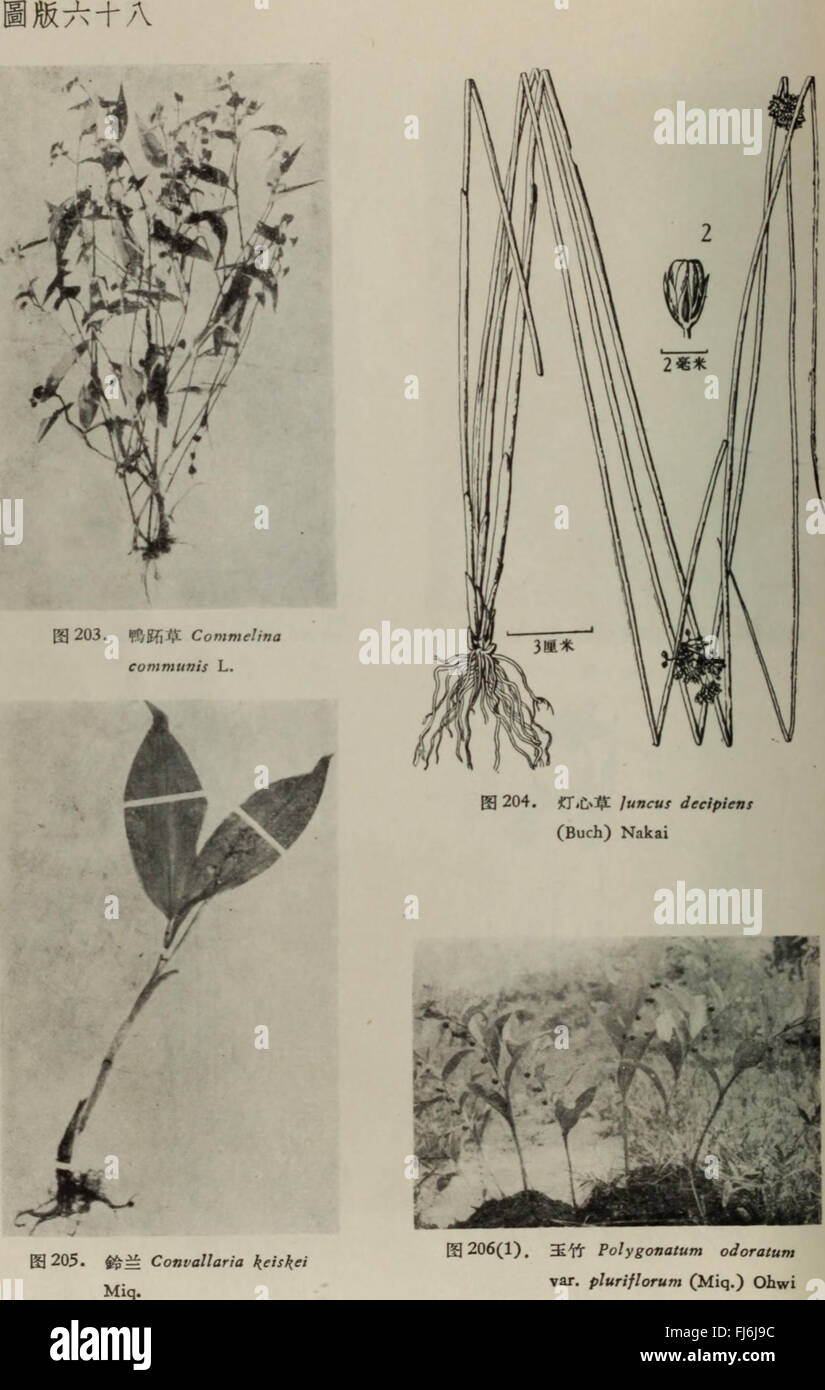 A guide to the flora of Northeast China, with detailed descriptions and ...