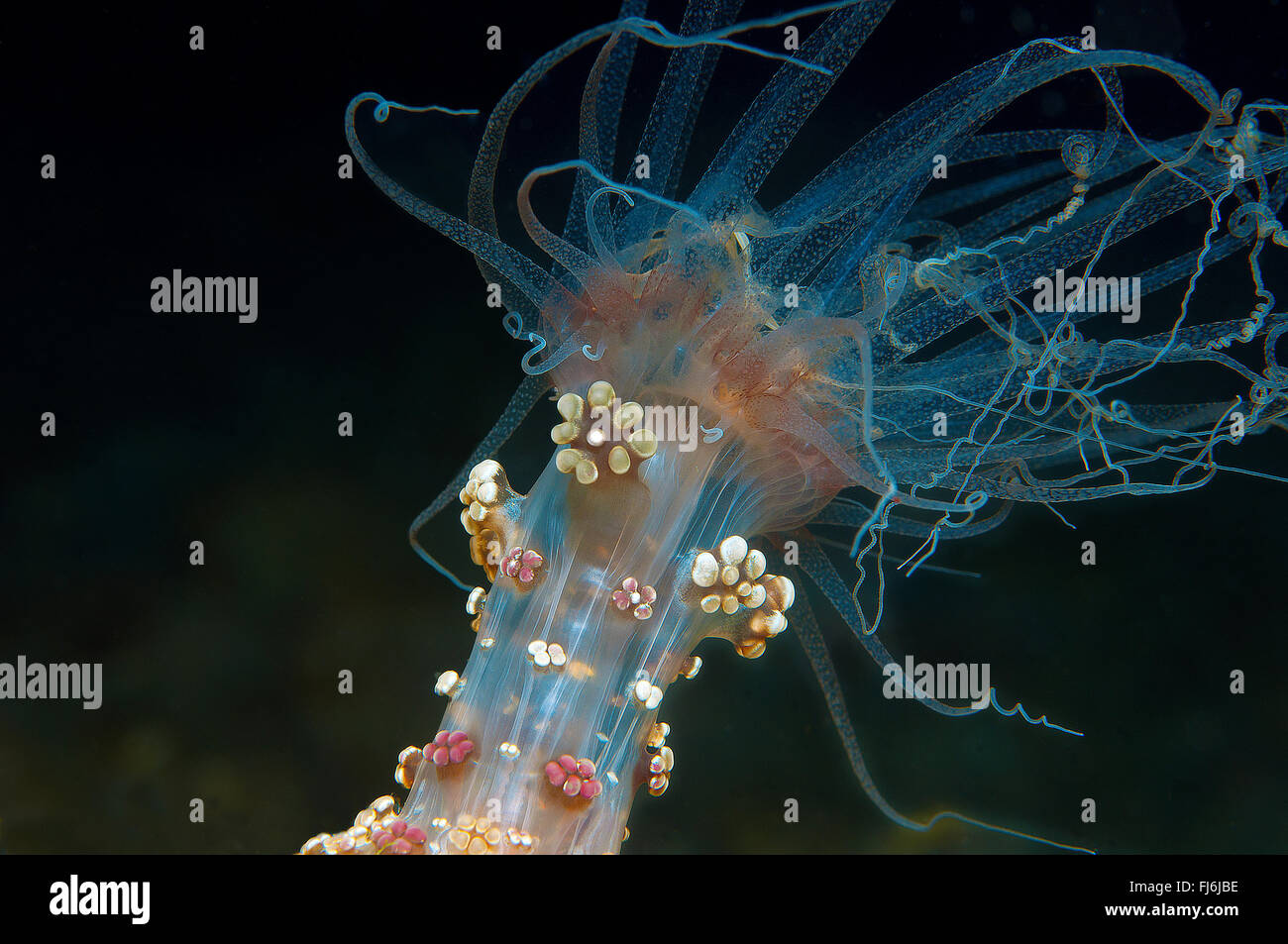 invertebrate in the night Stock Photo - Alamy