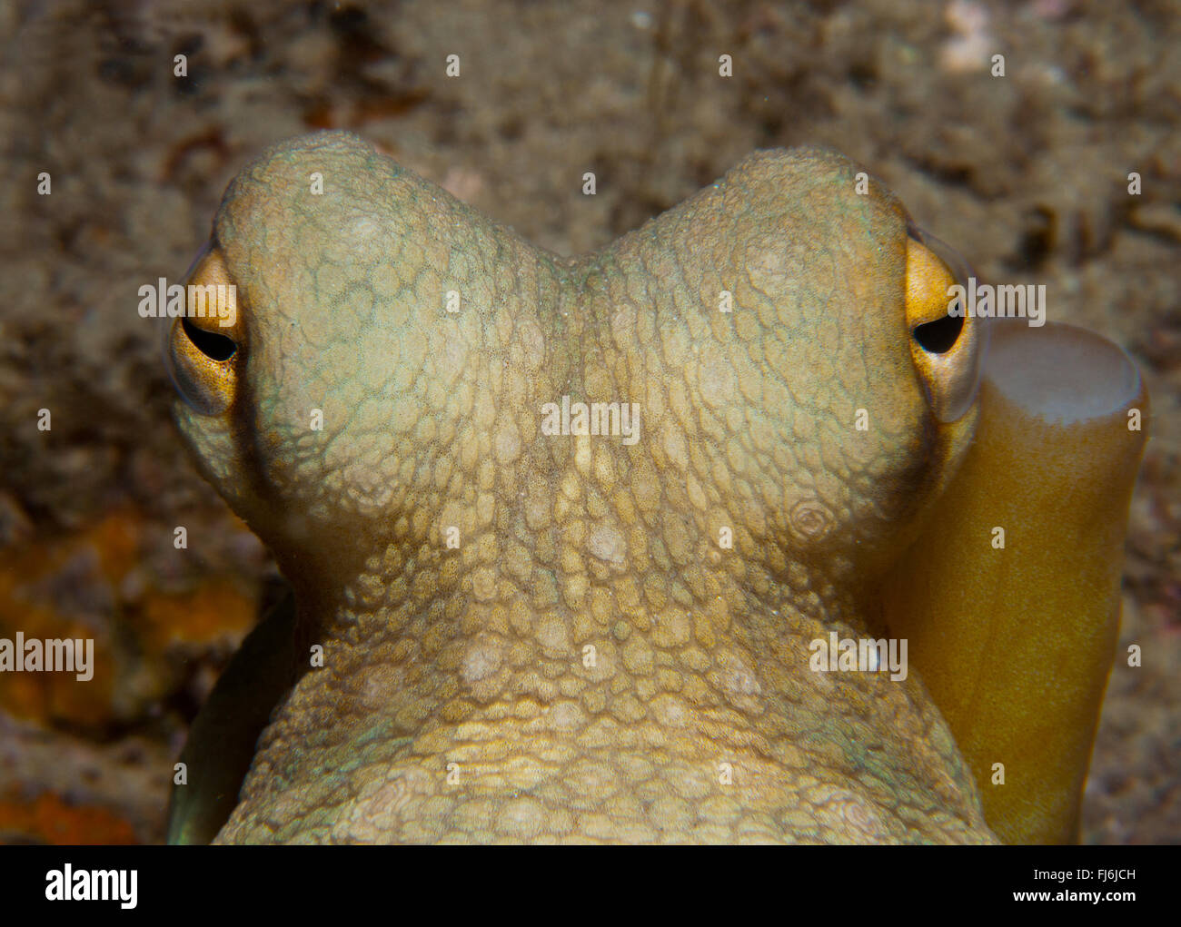 octopus shows the eyes Stock Photo - Alamy