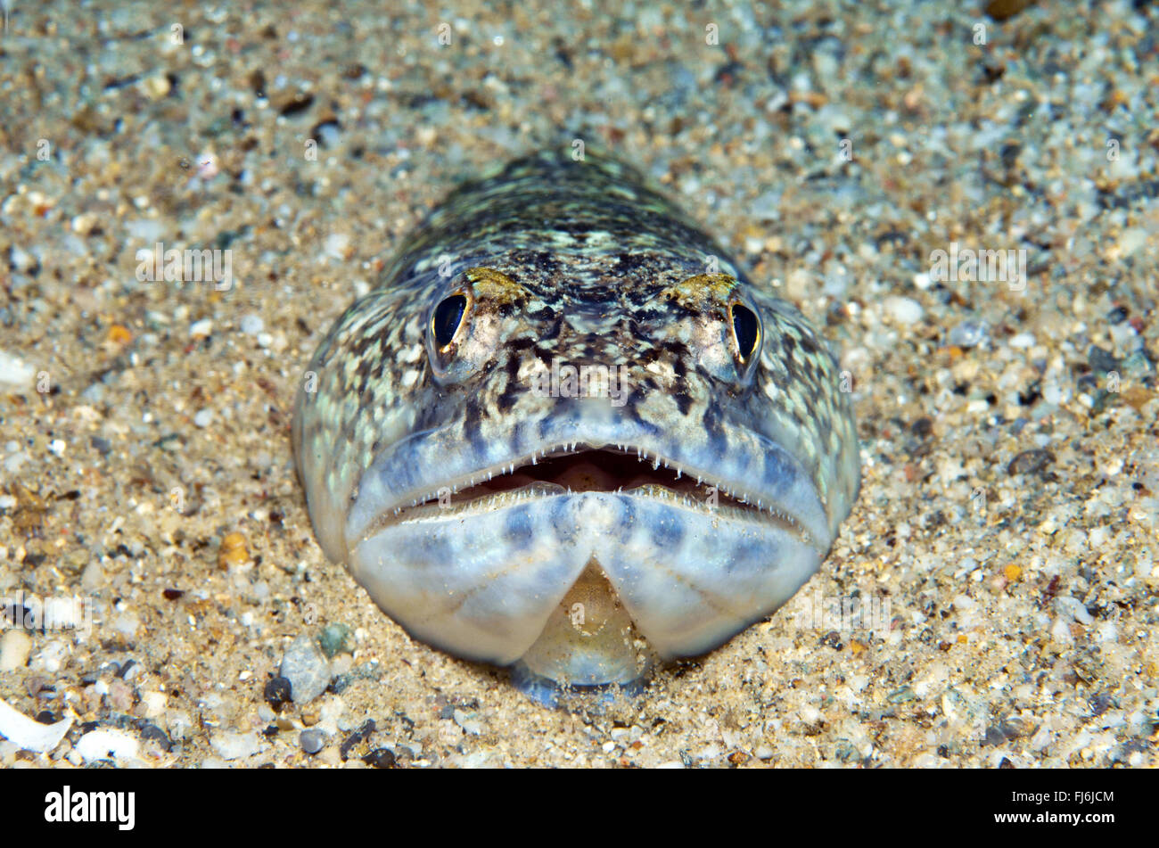 Hidden marine world hi-res stock photography and images - Alamy