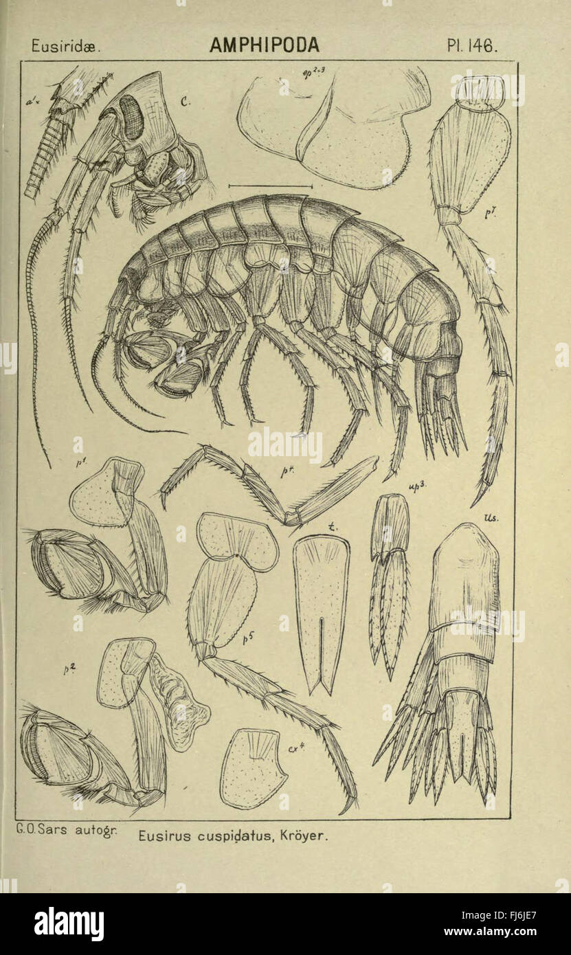 Various species of marine crustaceans hi-res stock photography and ...