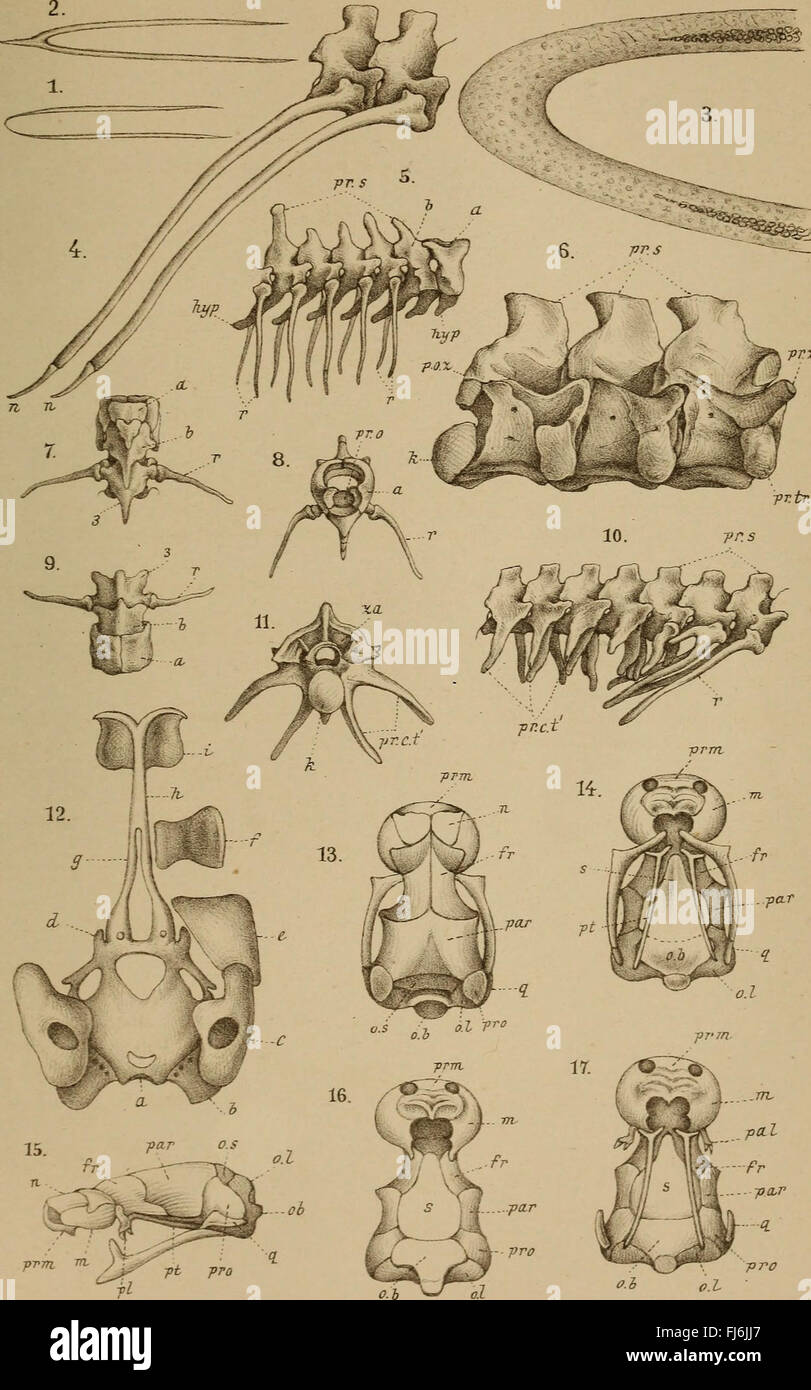 A scientific exploration of animal classification and orders ...