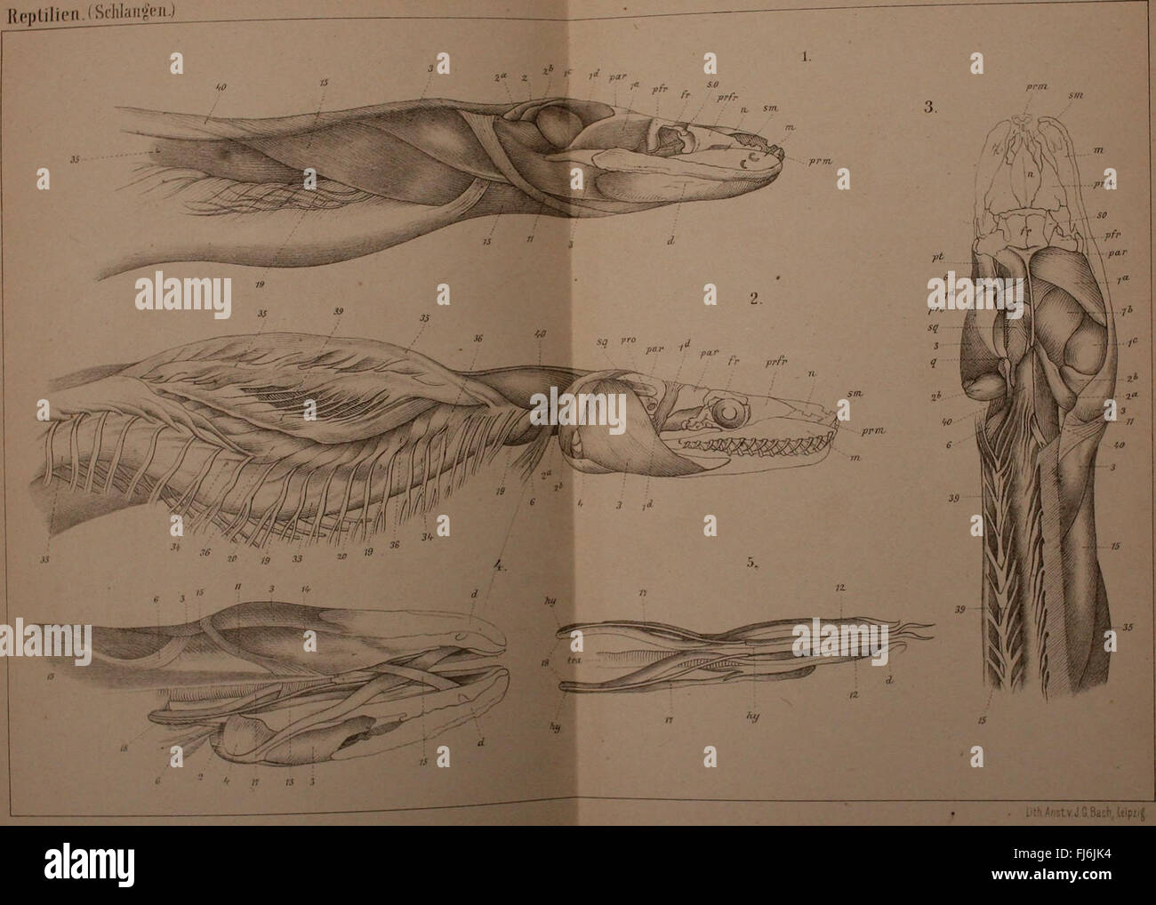 Scientific animal classification hi-res stock photography and images ...