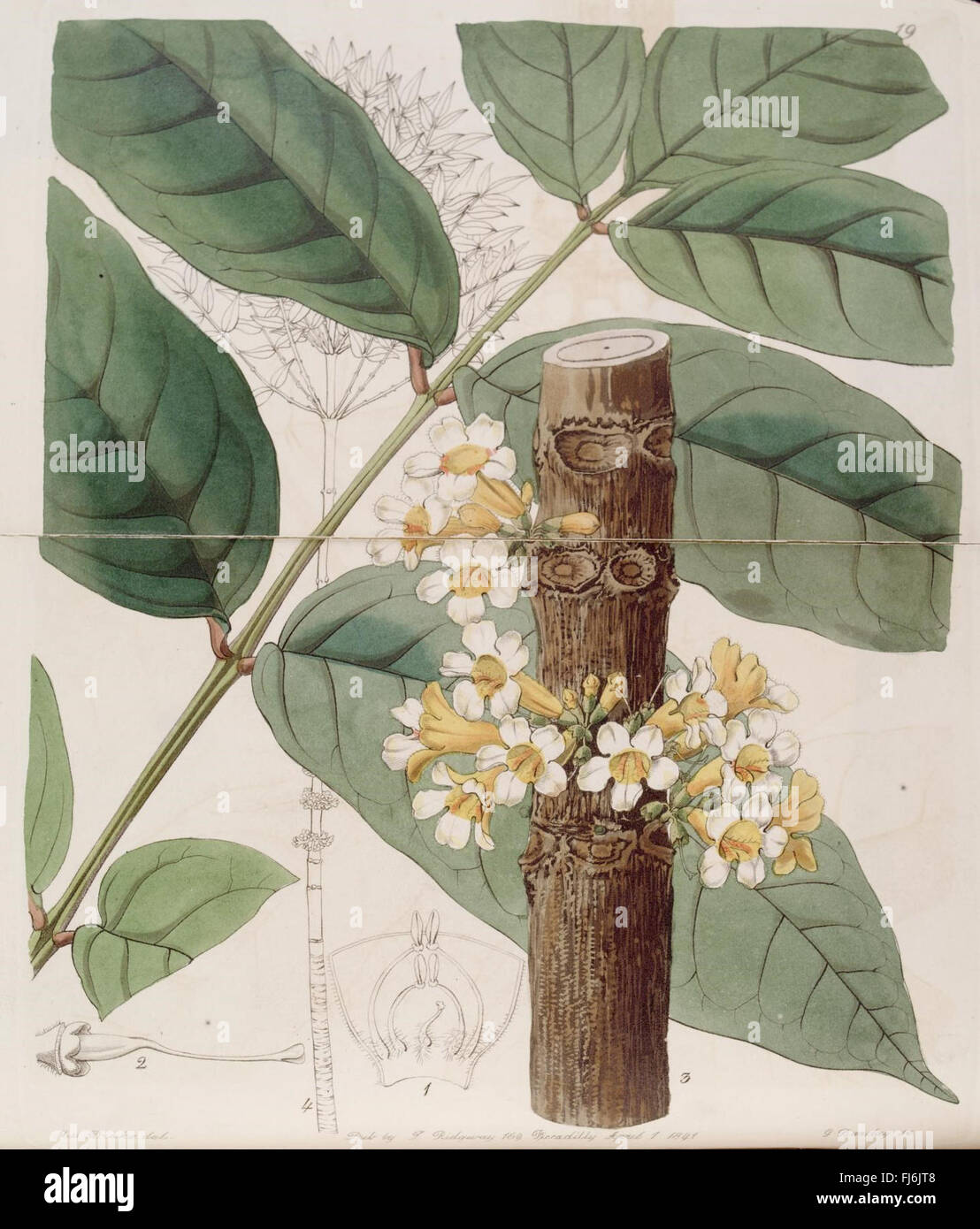 A botanical register from 1829 with hand-colored engravings of ...