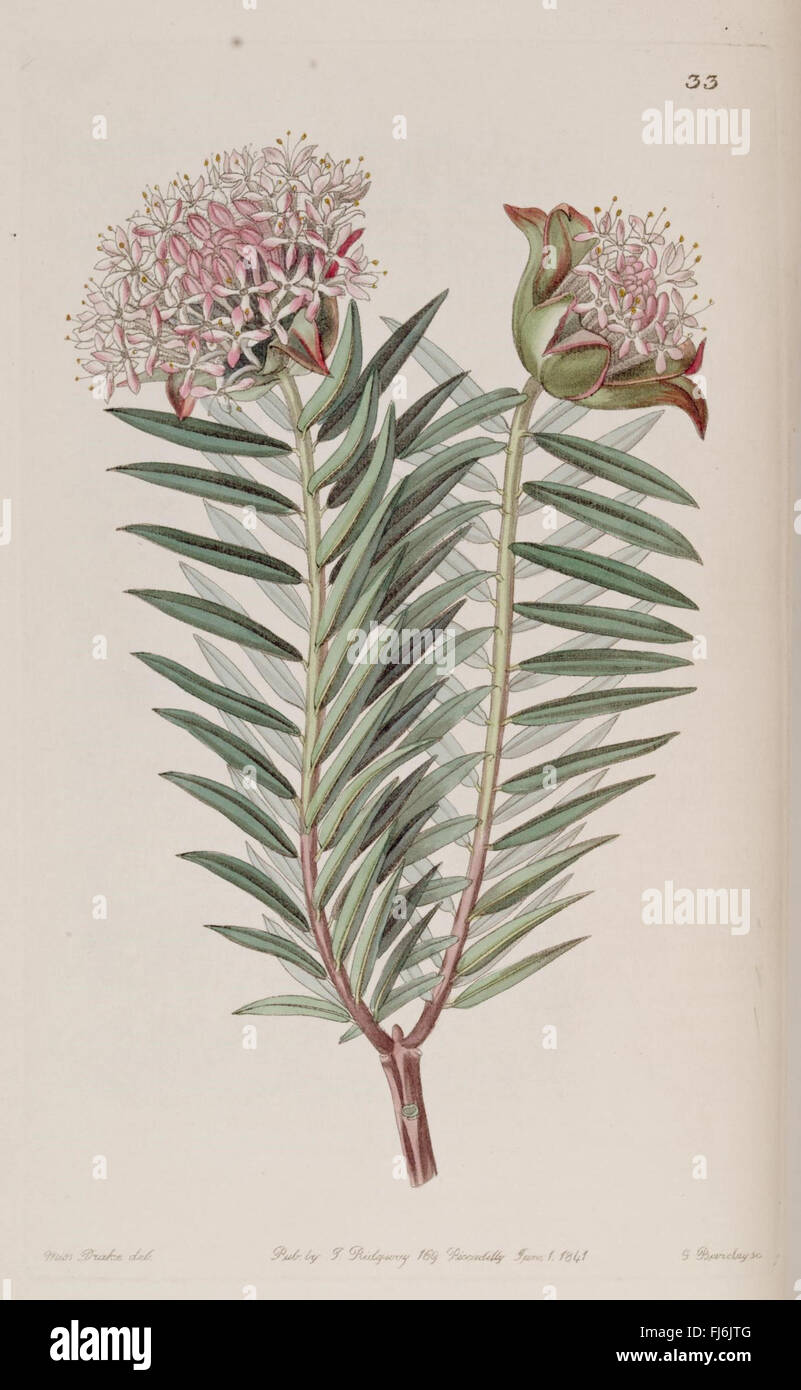 1829 botanical register featuring copper engravings of plants, focusing ...