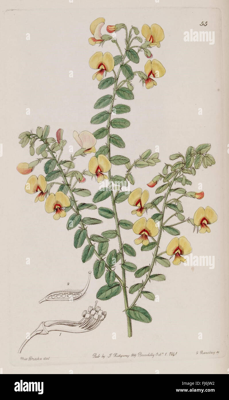 A botanical register from the 19th century, featuring hand-colored ...