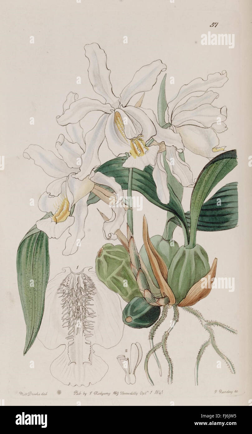 Edwards's Botanical Register, 1829, a 19th-century botanical work ...