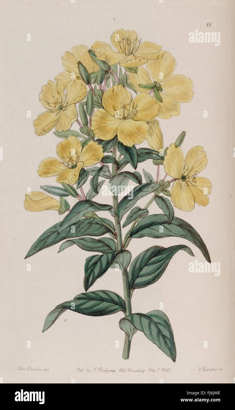 A 19th-century botanical register featuring hand-colored engravings and ...