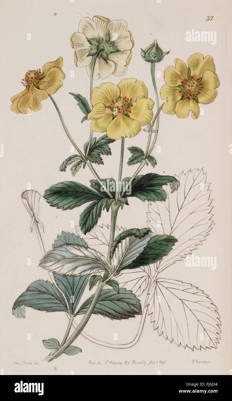 Edwards's botanical register ,1829 19th century Botany Copper engraving ...