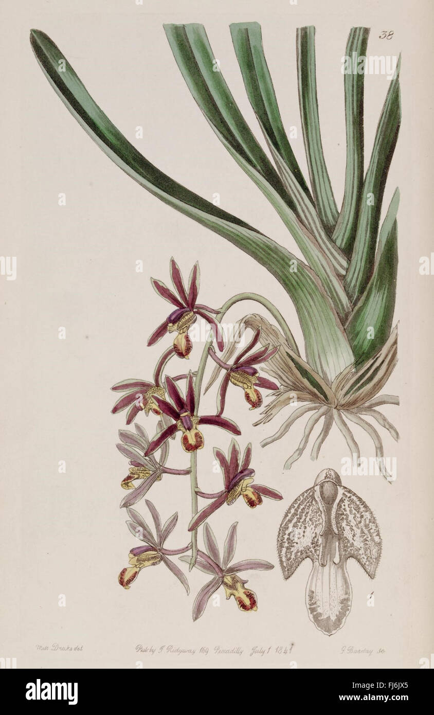 A 19th-century botanical register by Edwards, featuring hand-colored ...