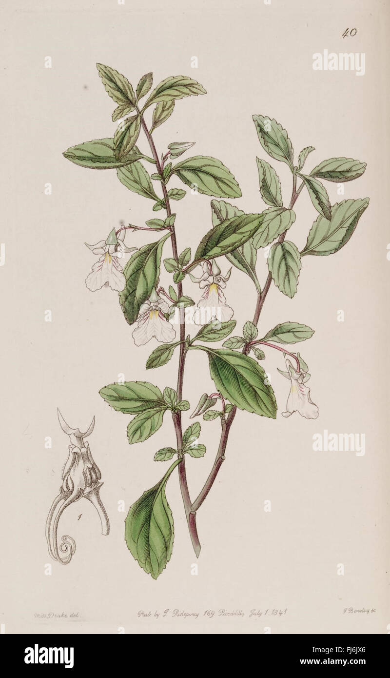 A 19th-century botanical register featuring hand-colored engravings of ...