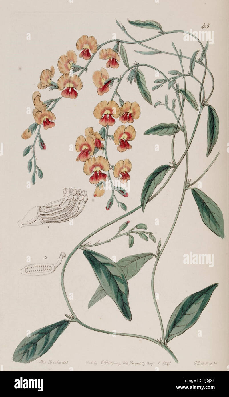 Illustration from 'Edwards's Botanical Register' featuring newly ...