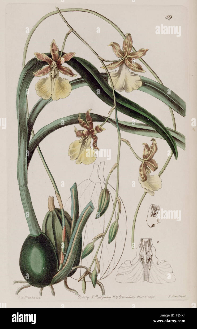 A botanical register from 1829, featuring detailed copper engravings of ...