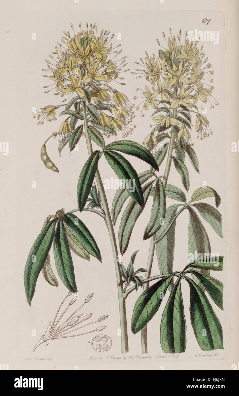 A 19th-century botanical periodical featuring hand-colored engravings ...