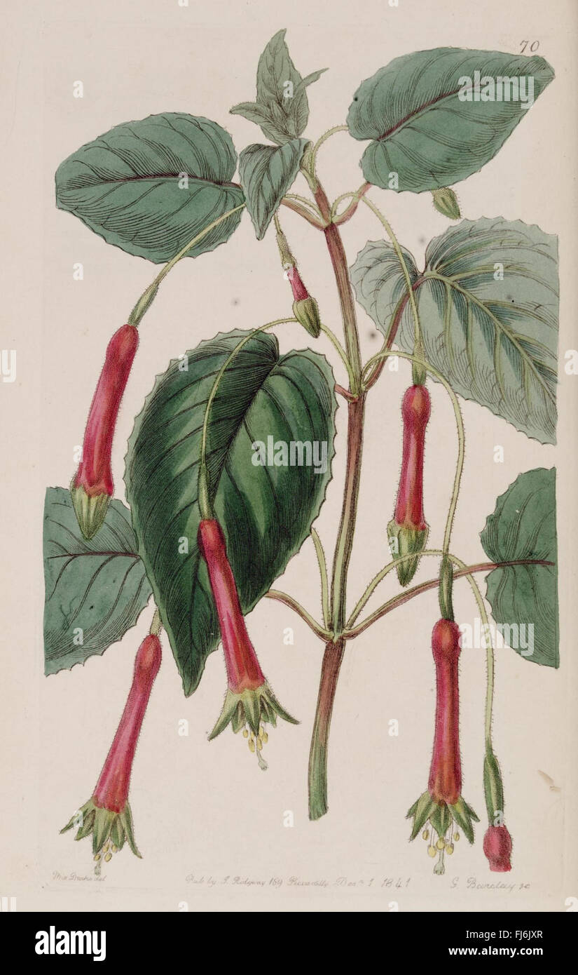 An early 19th-century botanical work featuring copper engravings of ...