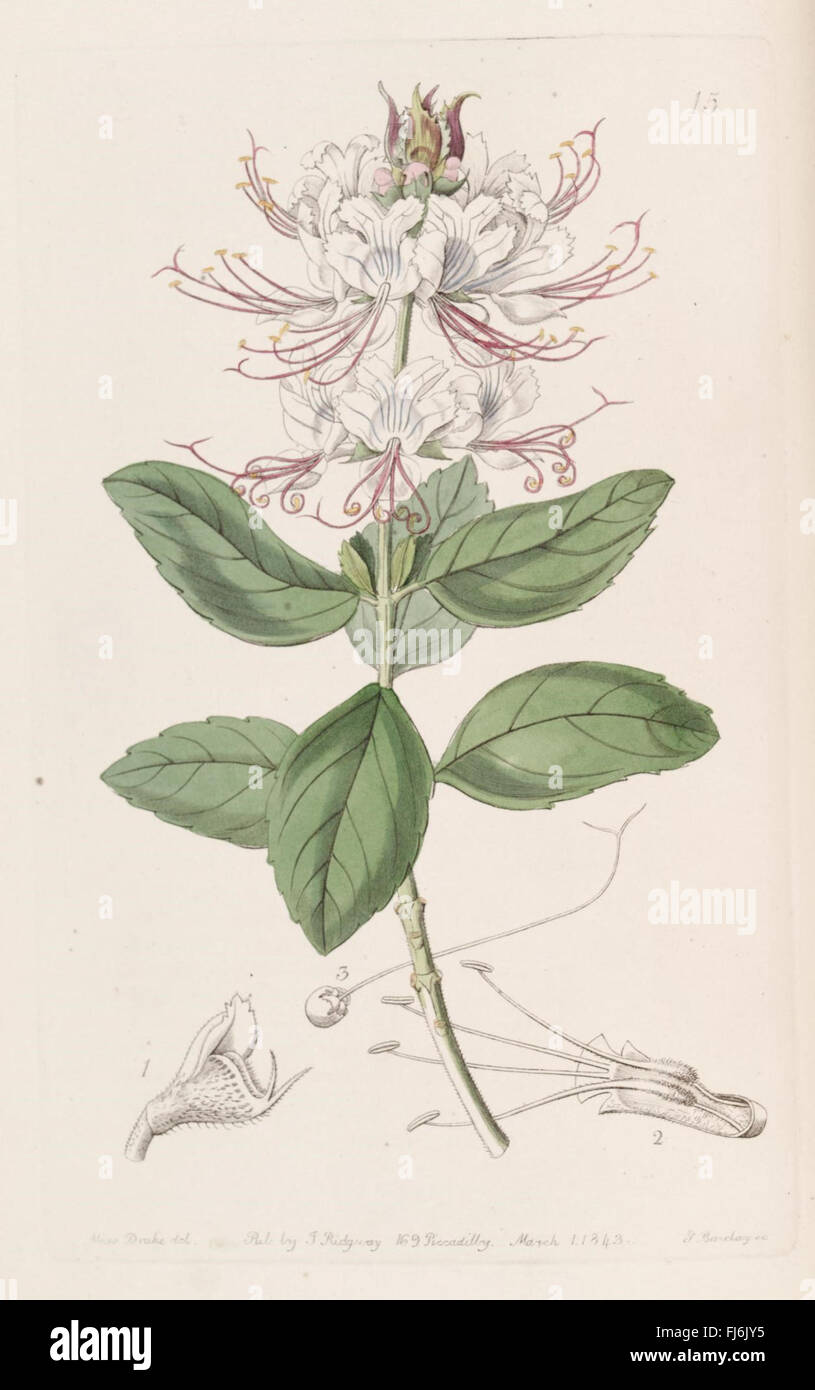 Botanical journal from 1829 featuring new plant species Stock Photo - Alamy