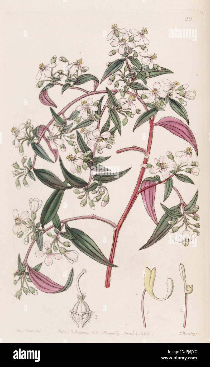 A 19th-century botanical periodical featuring detailed botanical ...