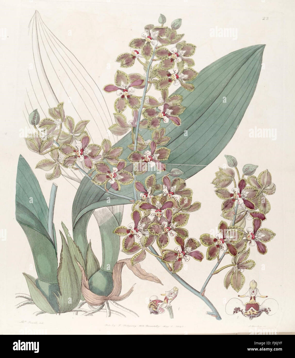 Edwards's botanical register (Plate 23), 1829 19th century Botany ...