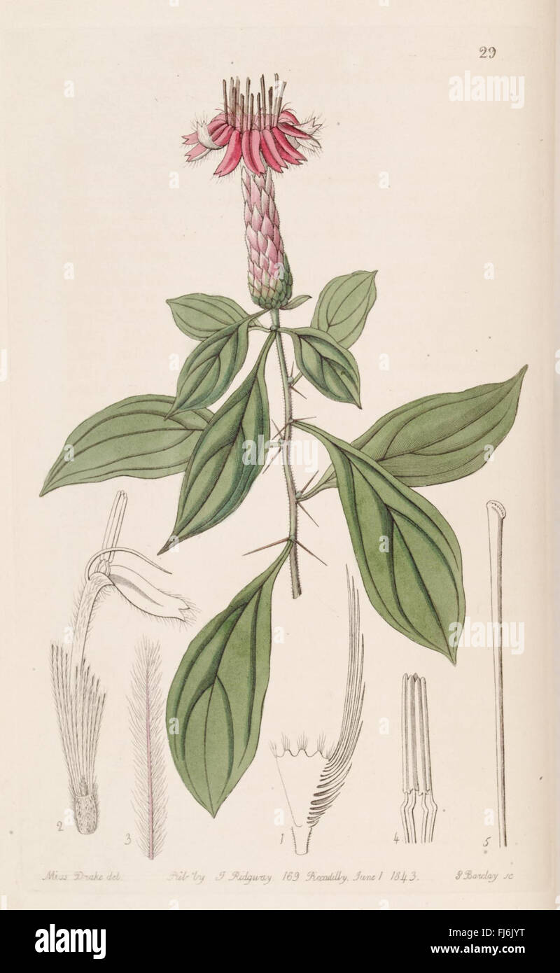 A botanical illustration from Edwards's Register showcasing a plant ...