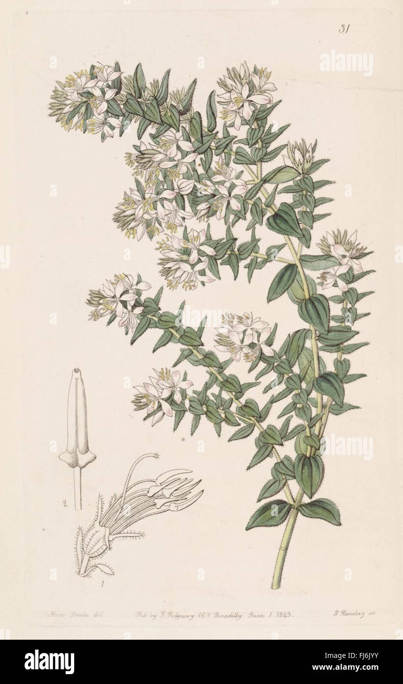 A 19th-century copper engraving from Edwards's Botanical Register ...
