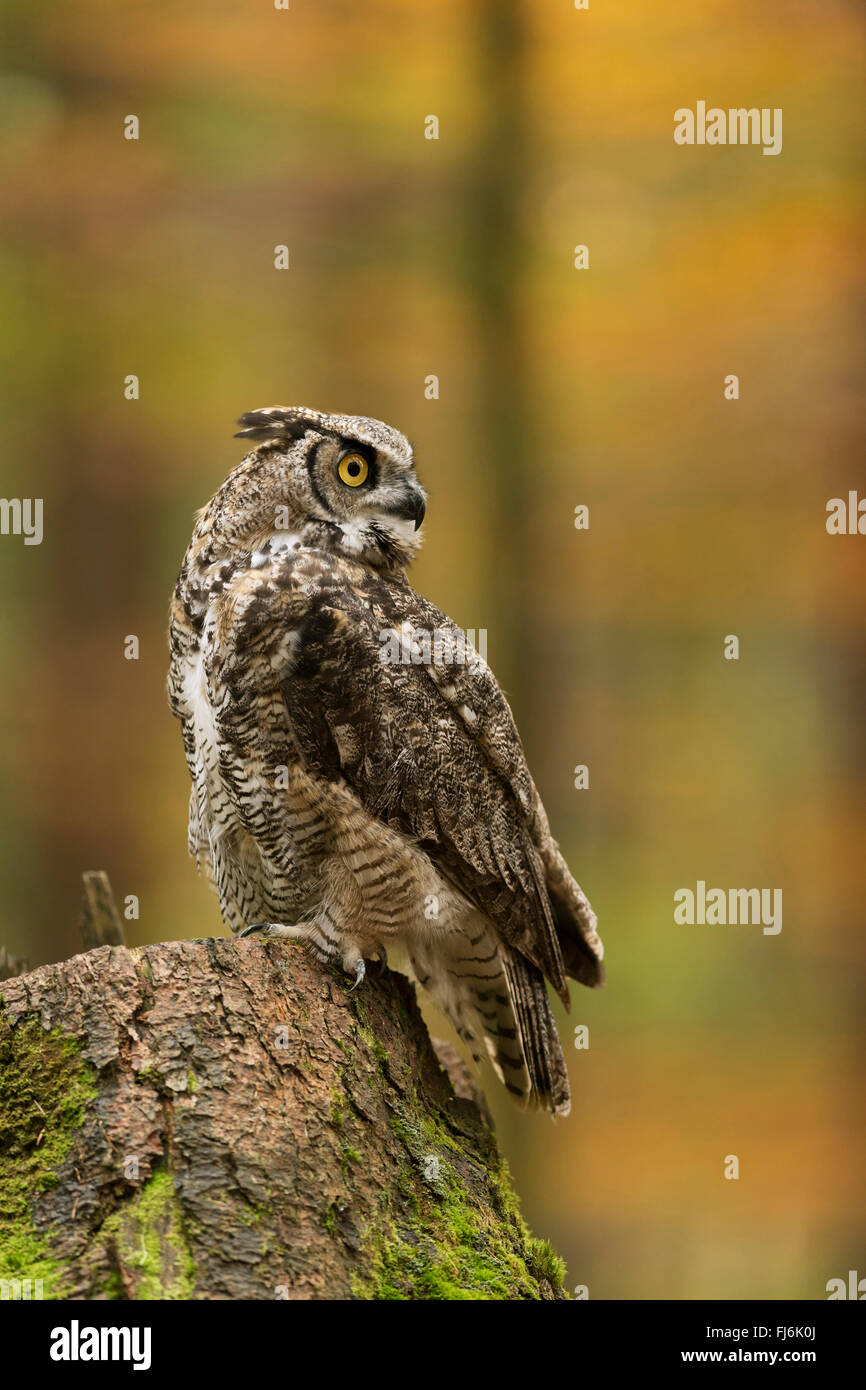 Great Horned Owl / Tiger Owl ( Bubo virginianus ) perched on a tree ...