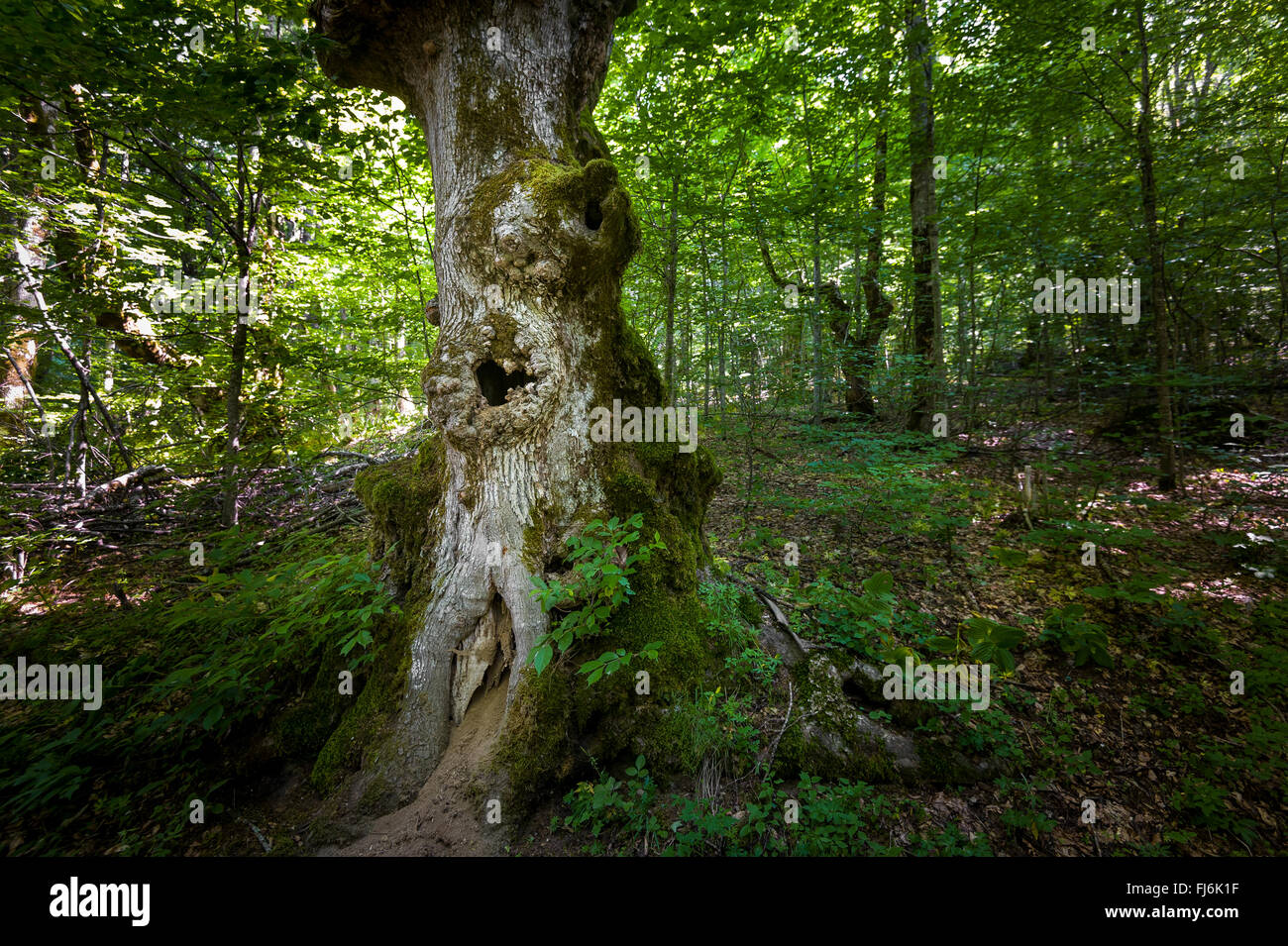 Tree hollow hi-res stock photography and images - Alamy