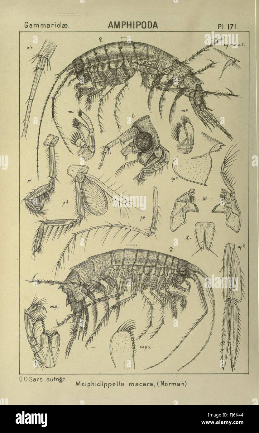 Early biological classification hi-res stock photography and images - Alamy