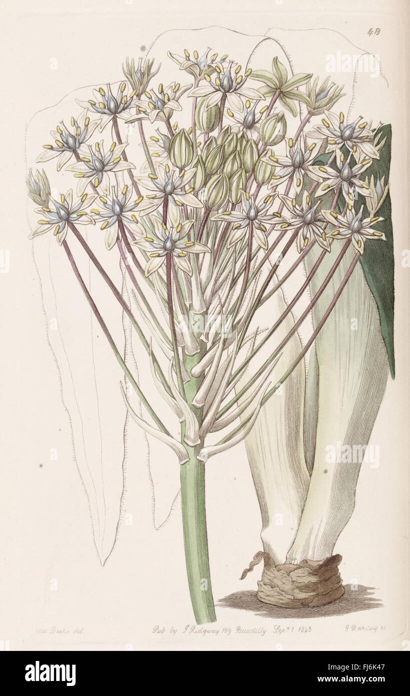 1829, 19th century, Botany, Copper engraving, England, Graphic media ...
