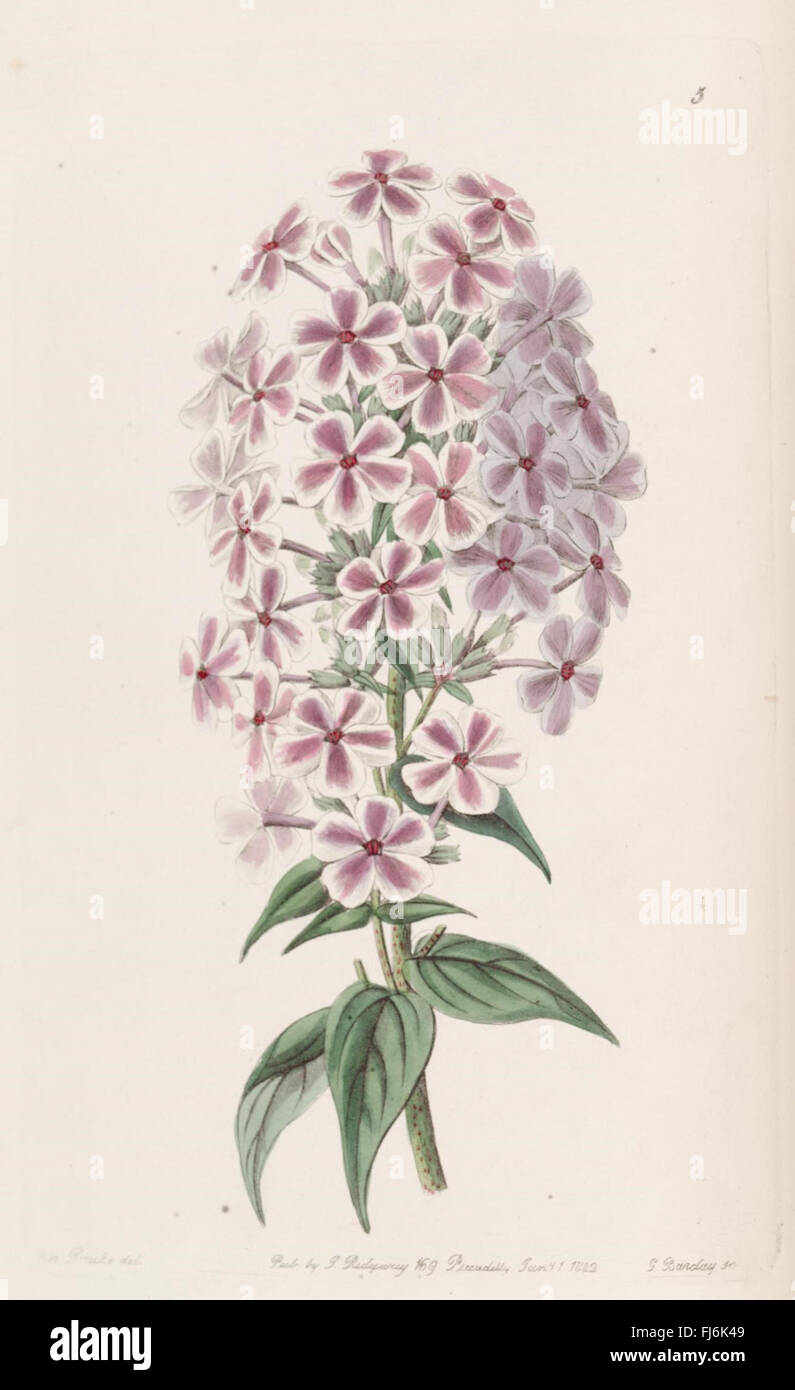 A collection of detailed botanical illustrations from the 19th century ...