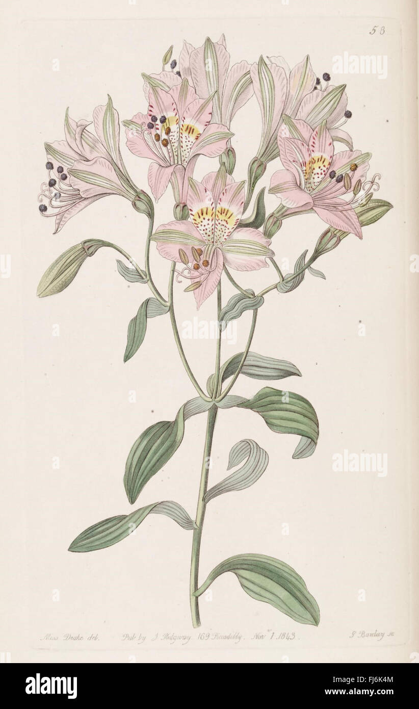 Edwards's botanical register (Plate 58), 1829 19th century Botany ...